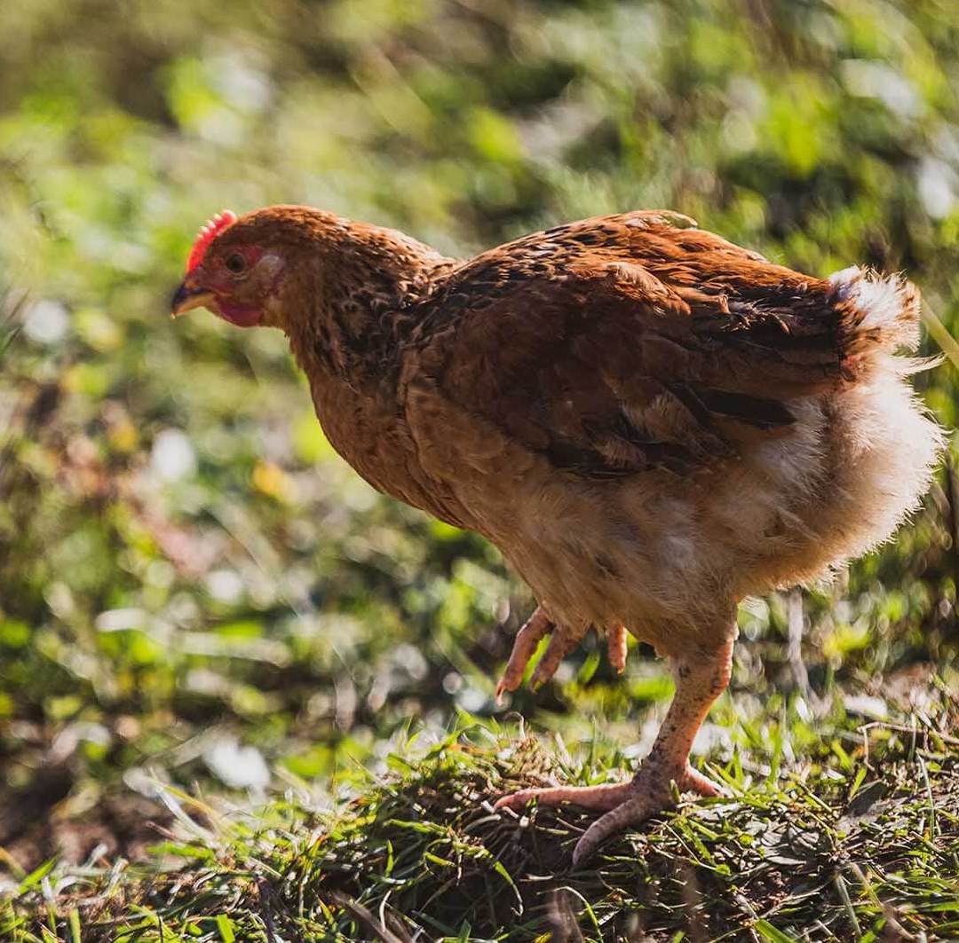 Konyhakész csirke - Villampiac